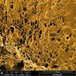 Learning Micro: Exploring the Microscopic World of a Pineapple