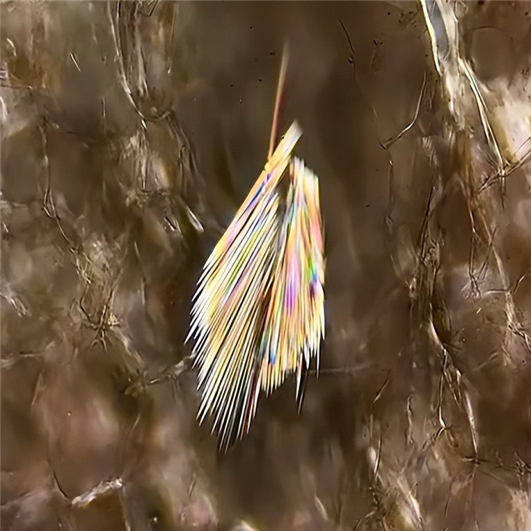 Learning Micro: Exploring the Microscopic World of a Pineapple