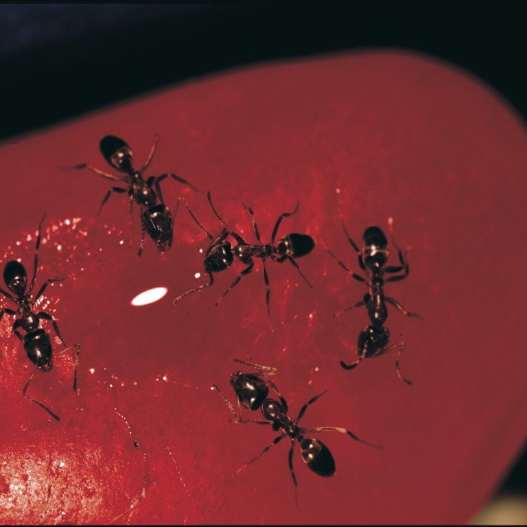 The Anatomy After Zooming In: Observe Ant under Microscope