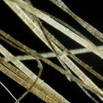 How to Taking a Closer Look: About Hair Under Microscope