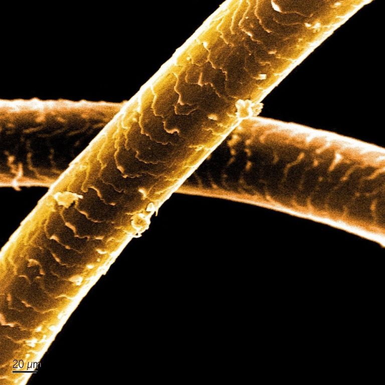 How to Taking a Closer Look: About Hair Under Microscope