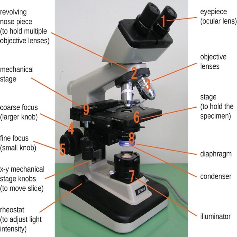 Simple and Practical: Microscope Labeling Guide for Beginners