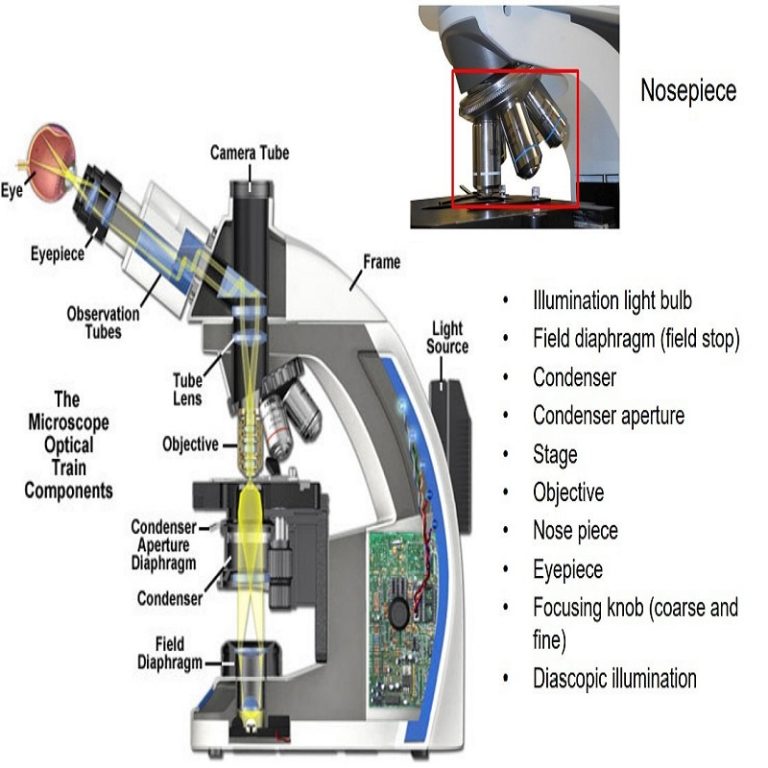 Microscope Parts And Functions Guide To Functionality And Usage