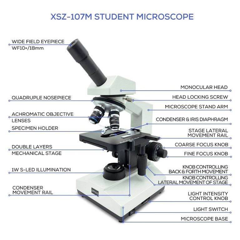 Labelled Parts of a Compound Light Microscope Labeled