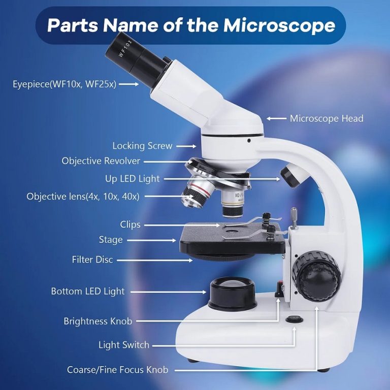 Labelled Parts of a Compound Light Microscope Labeled